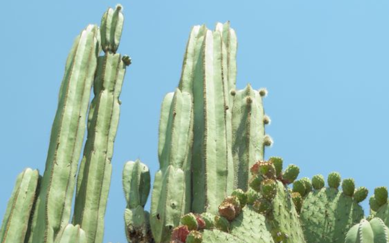 La Tuna una planta decorativa destacada por sus tallos planos y ...
