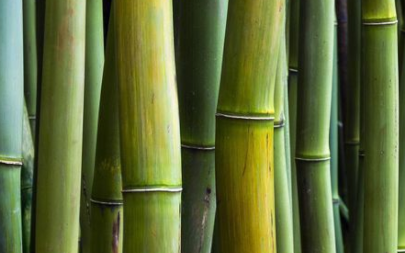 La caña de Bambú es una planta decorativa, versátil mejora el ambiente ...