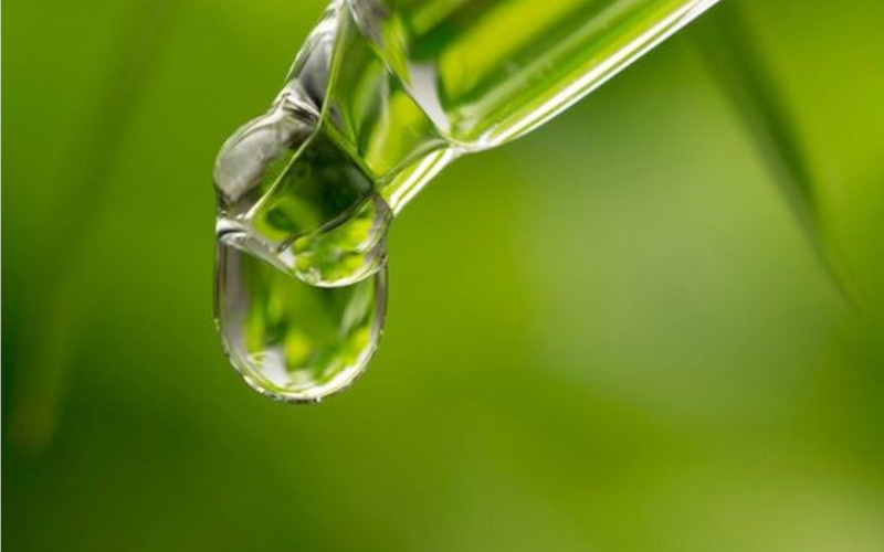 Propiedades y Usos del Árbol del Té Indio - De Plantas y Semillas